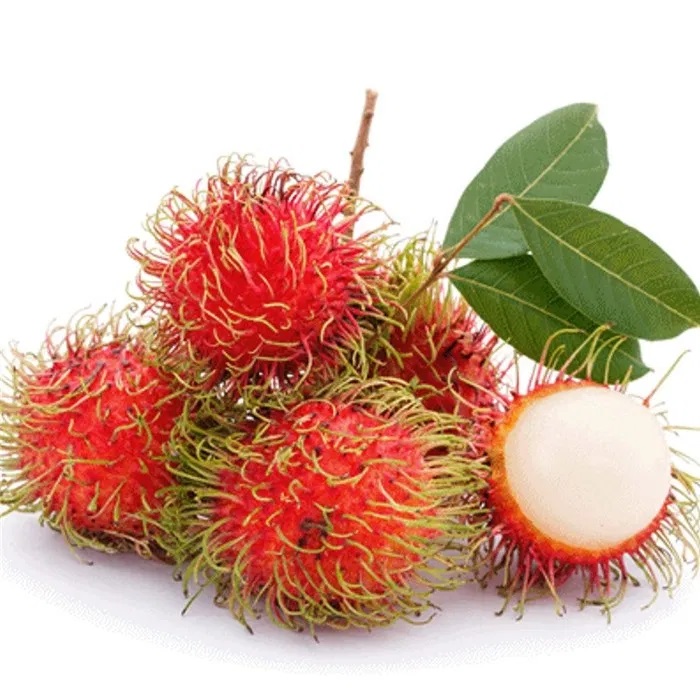 Pohon Rambutan Binjai